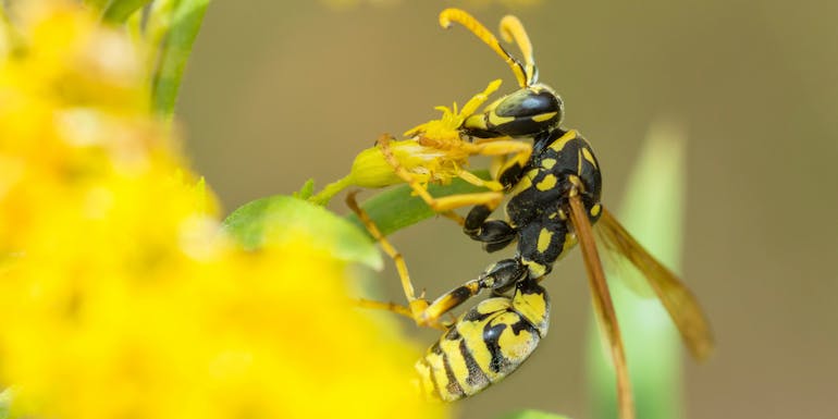 Keep wasps away with essential oils