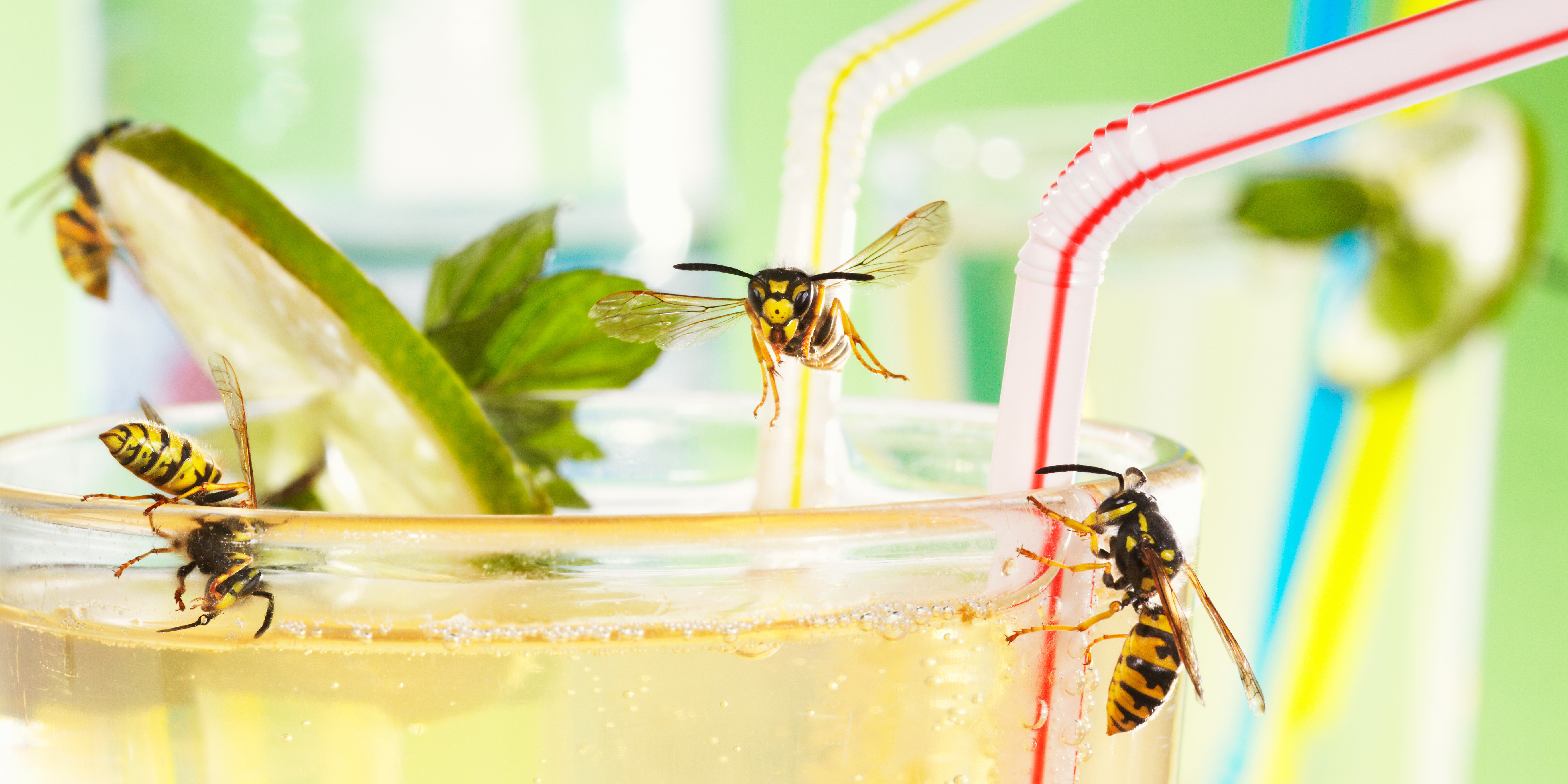 What smells do wasps hate store
