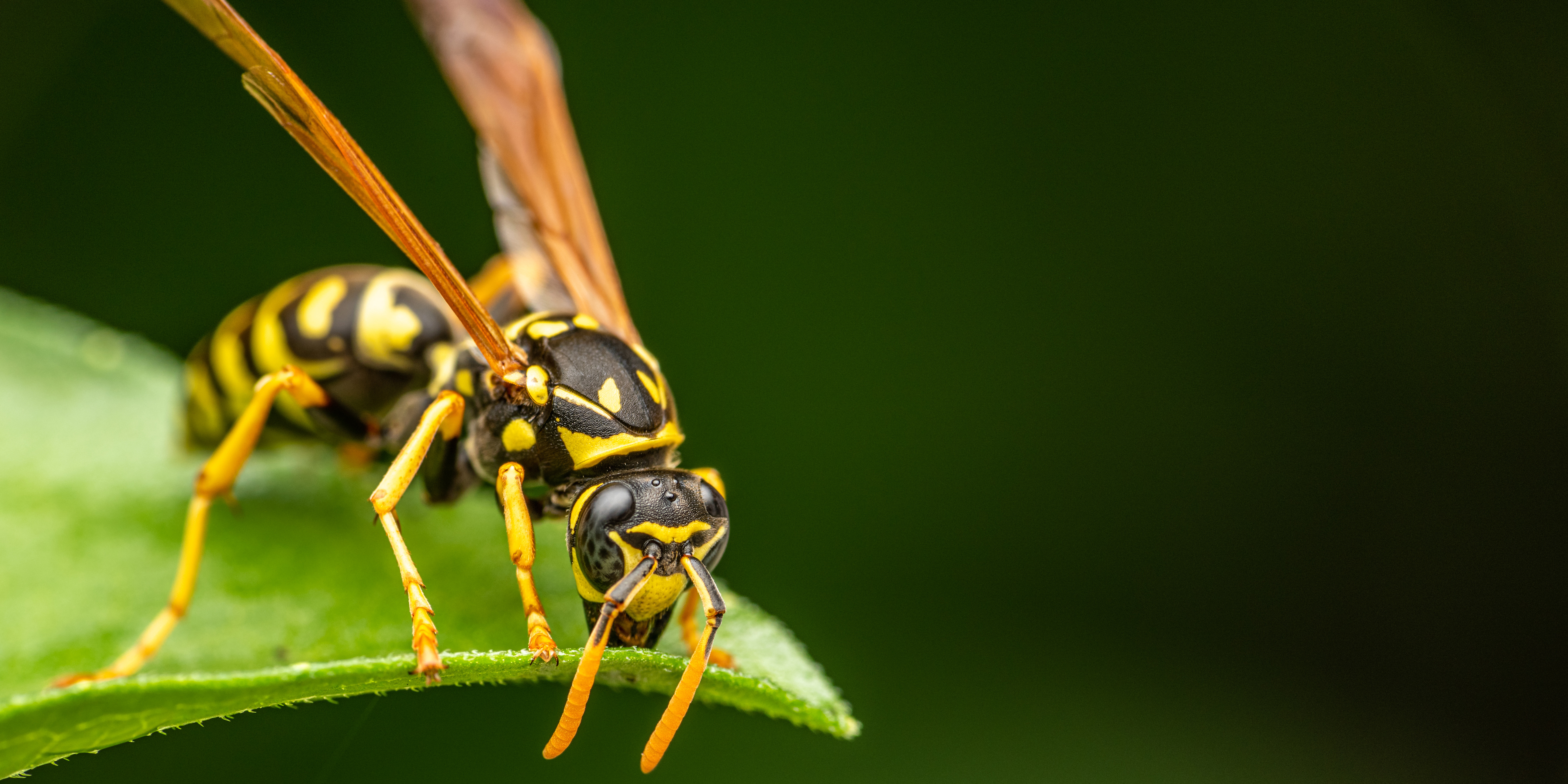 Keep wasps away with essential oils
